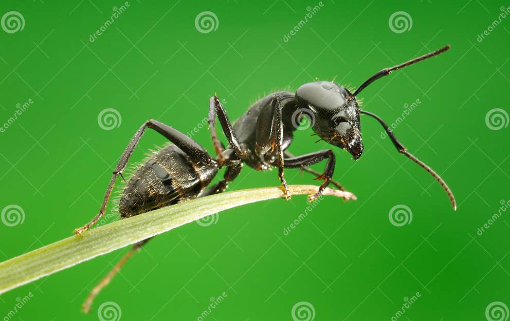 Macro of Ant Sitting on Grass Top Stock Image - Image of formicidae ...