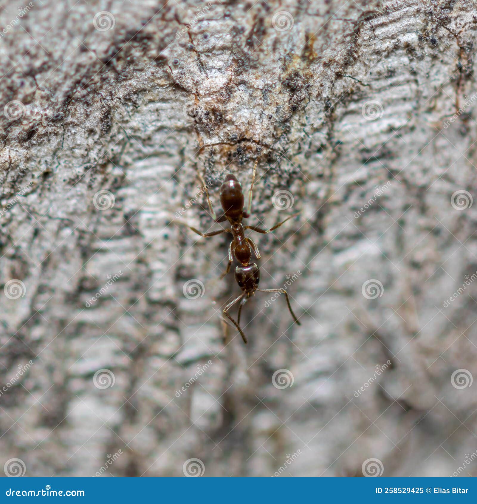 Macro of an Ant on a Tree Stump Stock Image - Image of stump ...