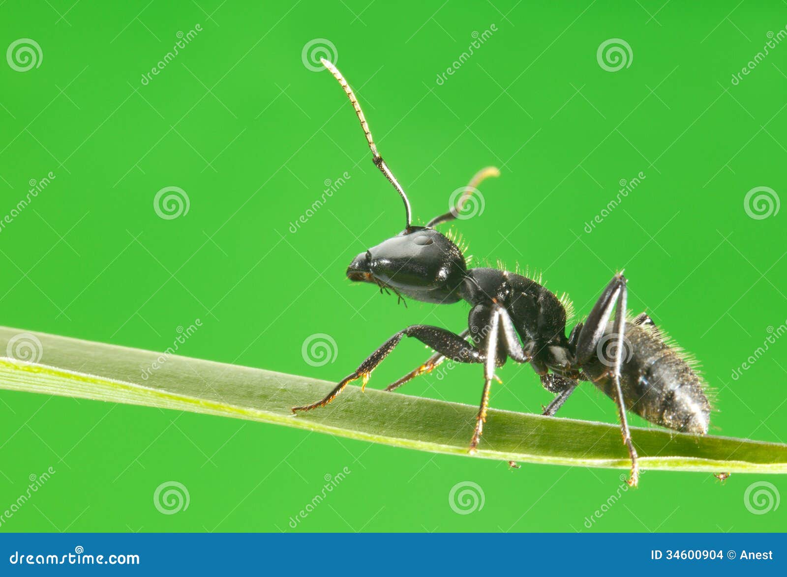 Macro of Ant Walking on Grass Stock Photo - Image of arthropoda, insect ...