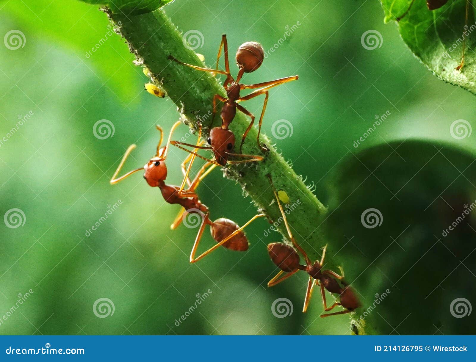 Macro of Ants on a Stem of a Plant Stock Image - Image of macro, pest ...