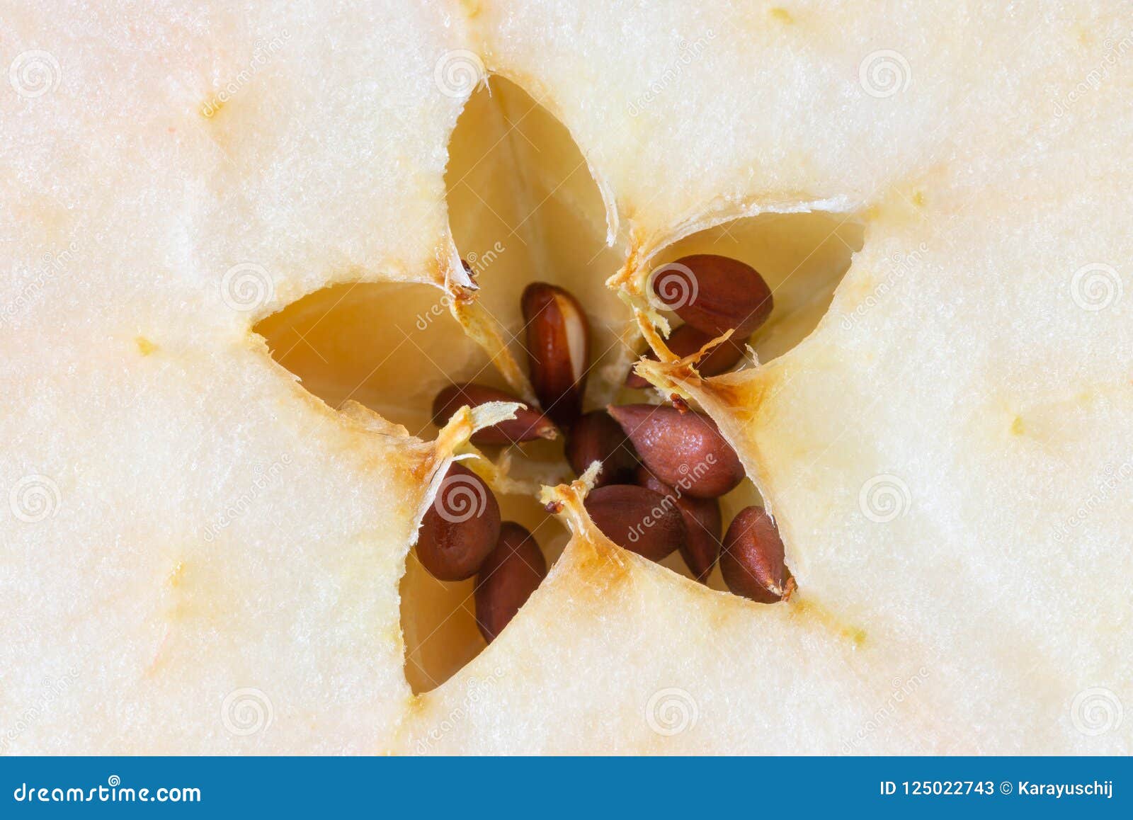 Macro of Apple Seeds stock image. Image of juicy, market - 125022743