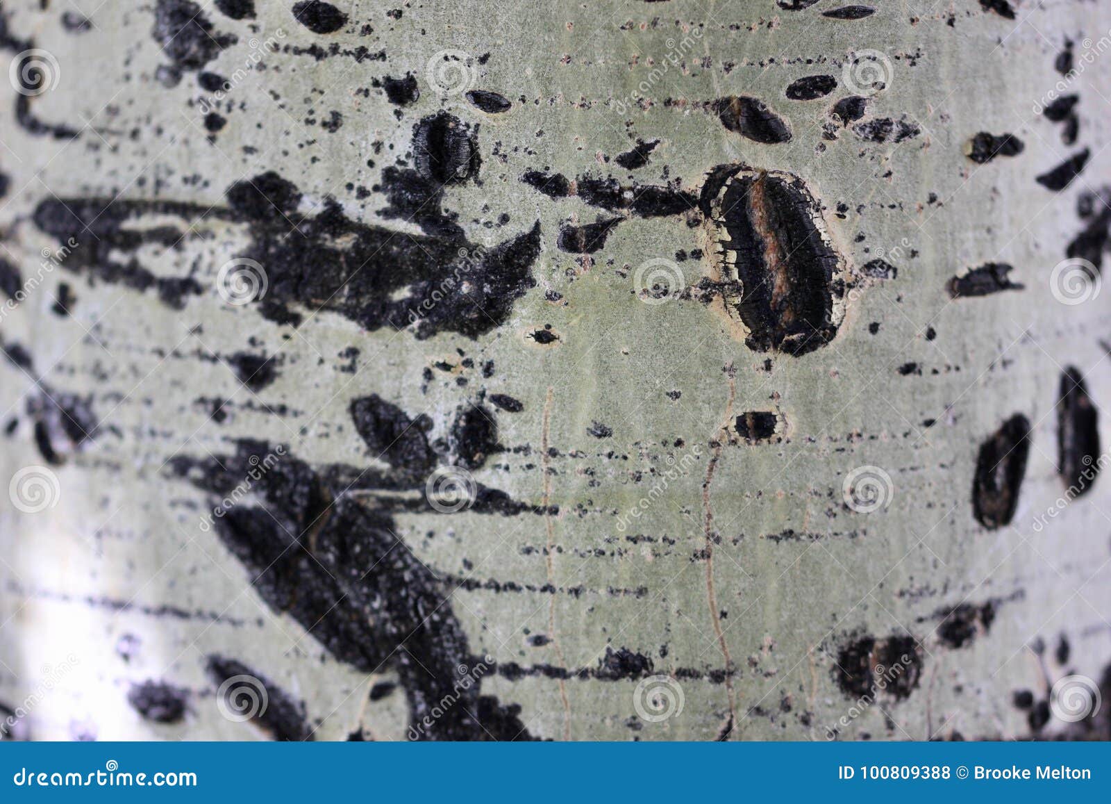 Macro aspen tree trunk stock photo. Image of pattern - 100809388