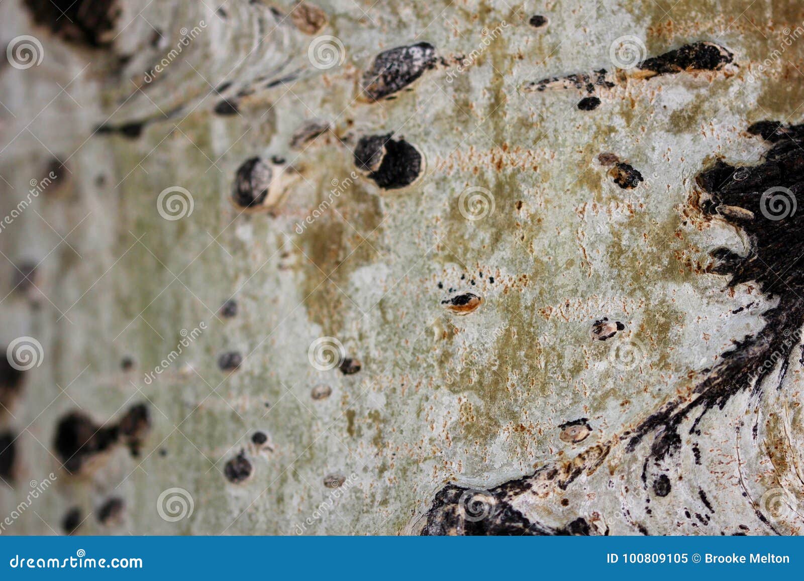 Macro aspen tree trunk stock image. Image of material - 100809105
