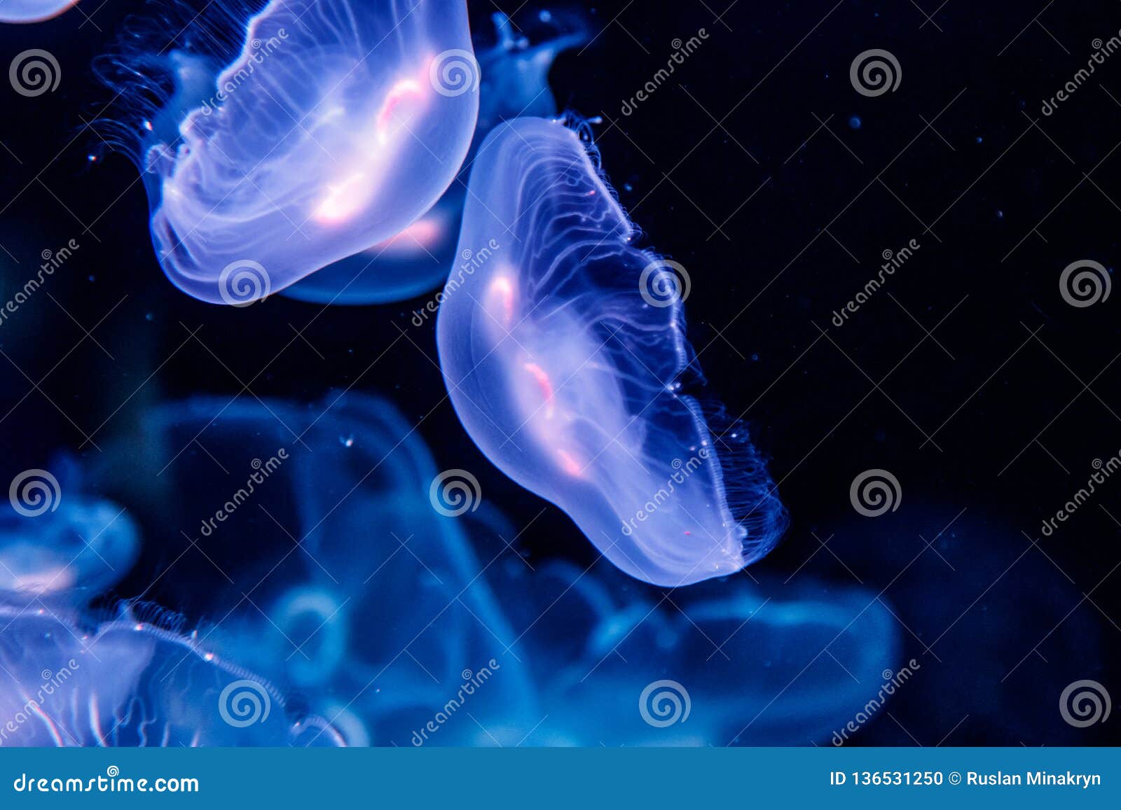 Macro Aurelia Aurita Semaeostomeae Stock Photo - Image of aquarium ...