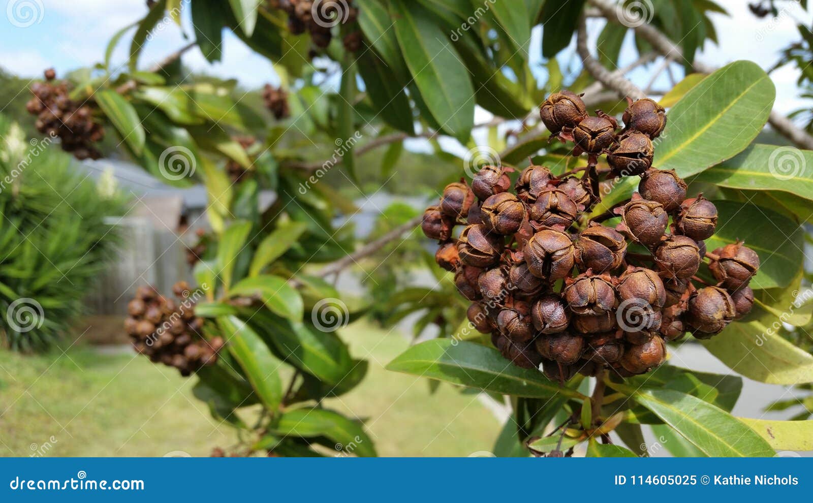 Macro Australian Eucalyptus Tree Gum Nuts Stock Image - Image of garden ...
