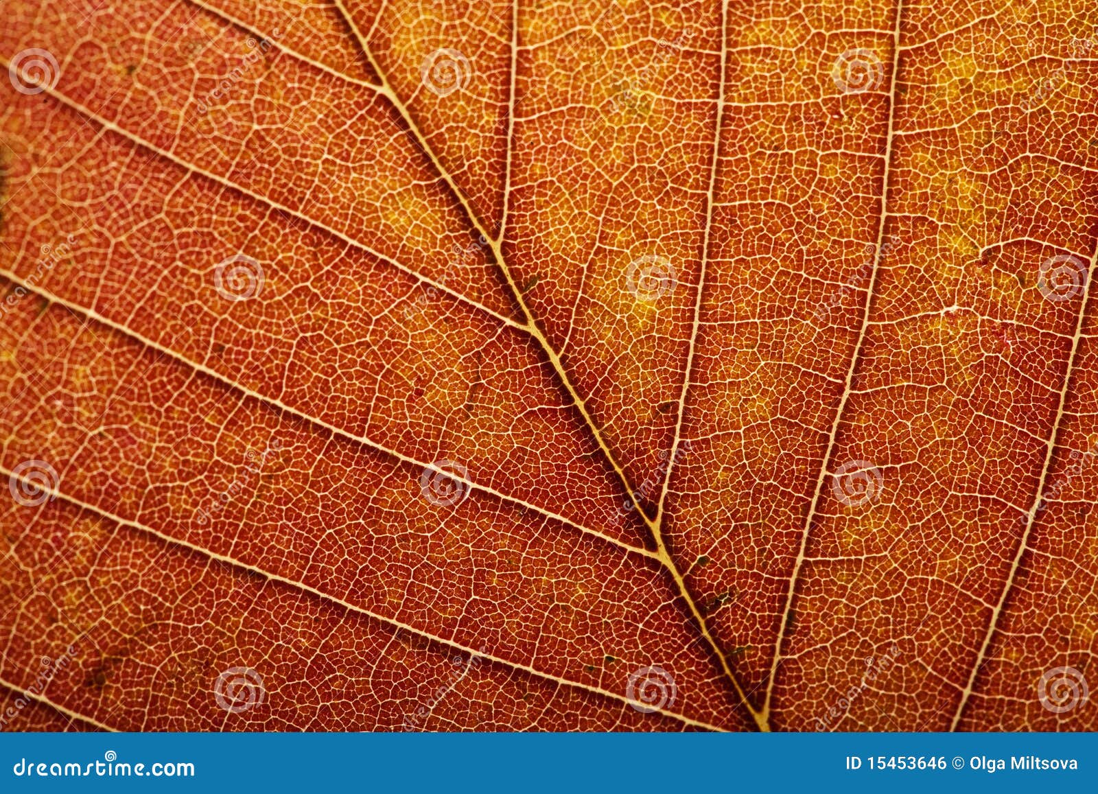 Macro of autumn leaf stock photo. Image of seasonal, closeup - 15453646