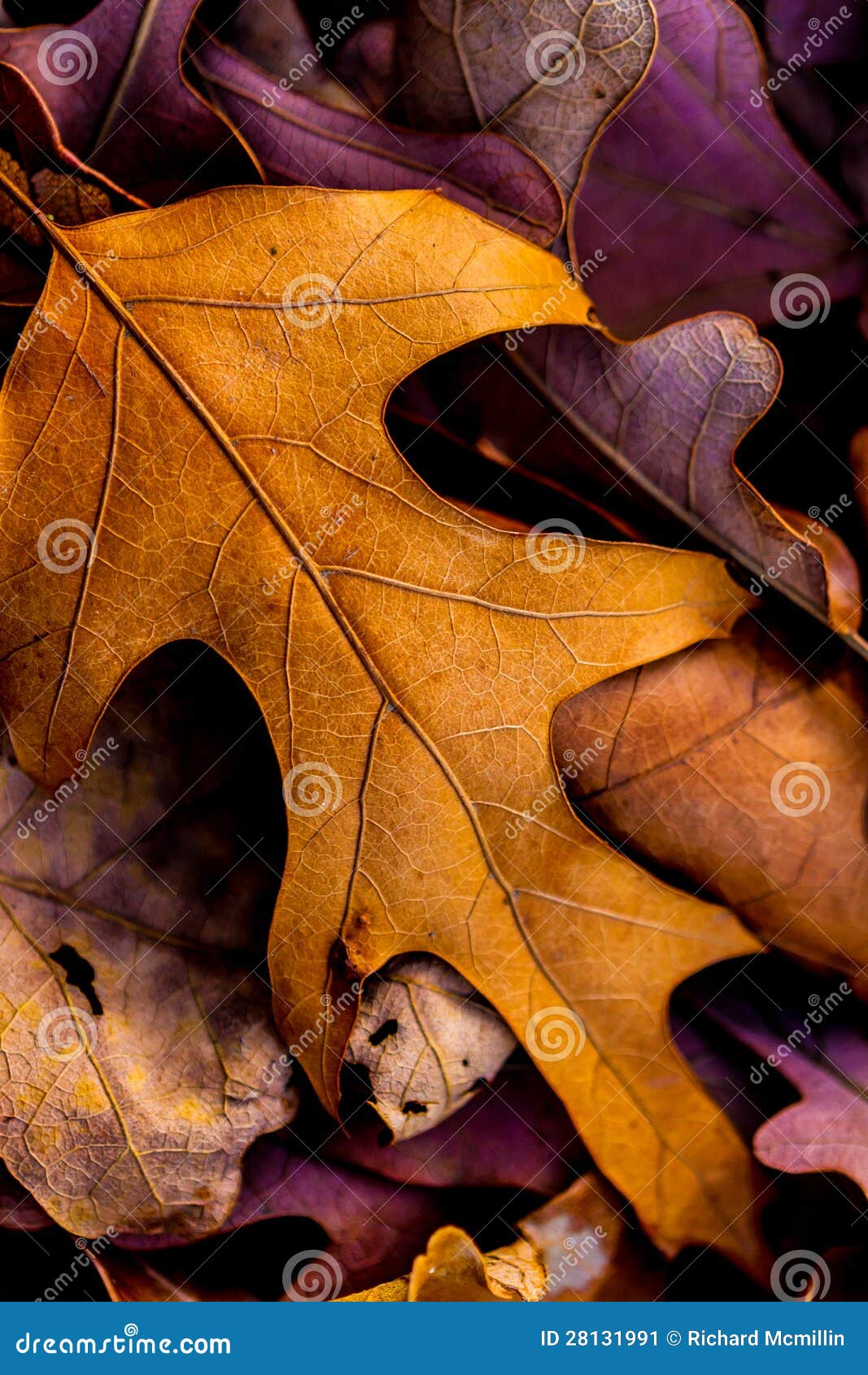 Macro of Autumn Leaf stock image. Image of colorful, closeup - 28131991