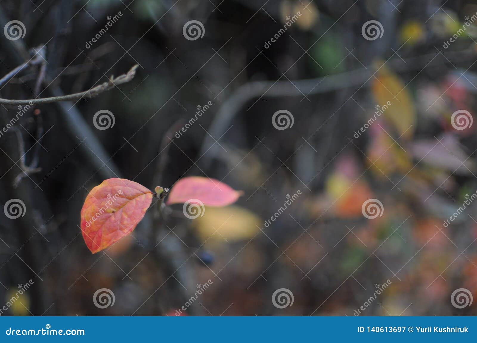 Macro Autumn Leaf on the Bush Stock Image - Image of colorful, closeup ...