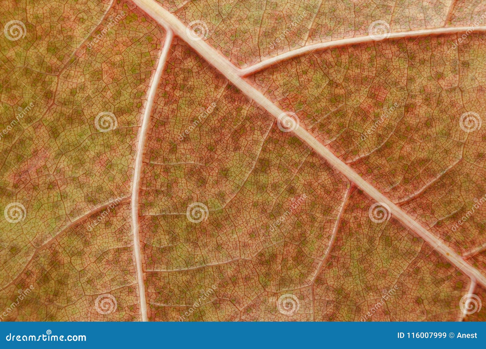 Back side of autumn leaf stock image. Image of vibrant - 116007999