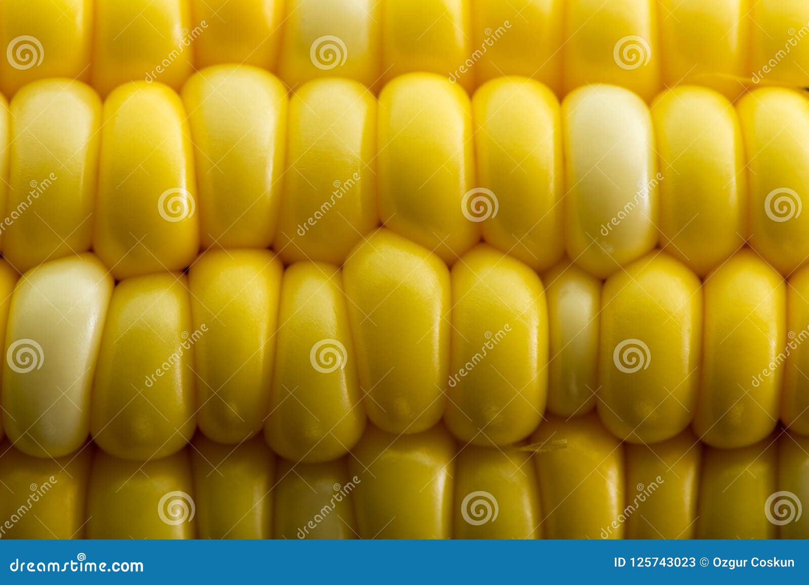 8,474 Macro Fresh Corn Texture Background Stock Photos - Free & Royalty ...