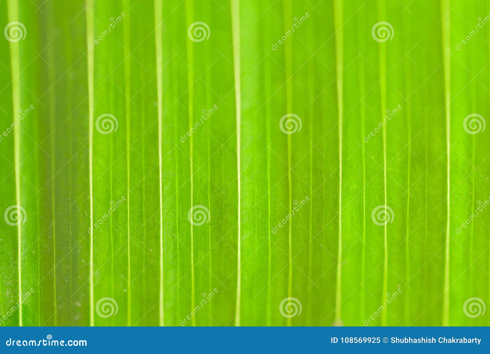 Macro Background Texture of Green Banana Tree Leaf Stock Image - Image ...