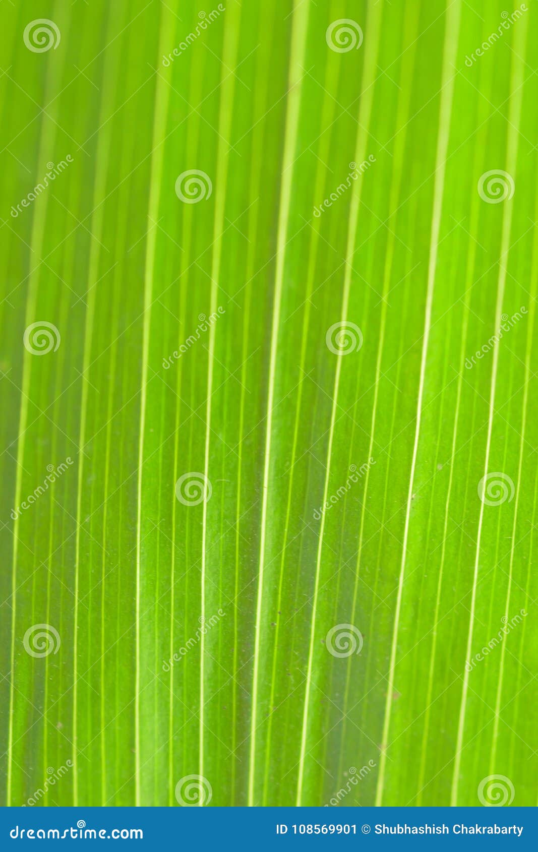 Macro Background Texture of Green Banana Tree Leaf Stock Image - Image ...