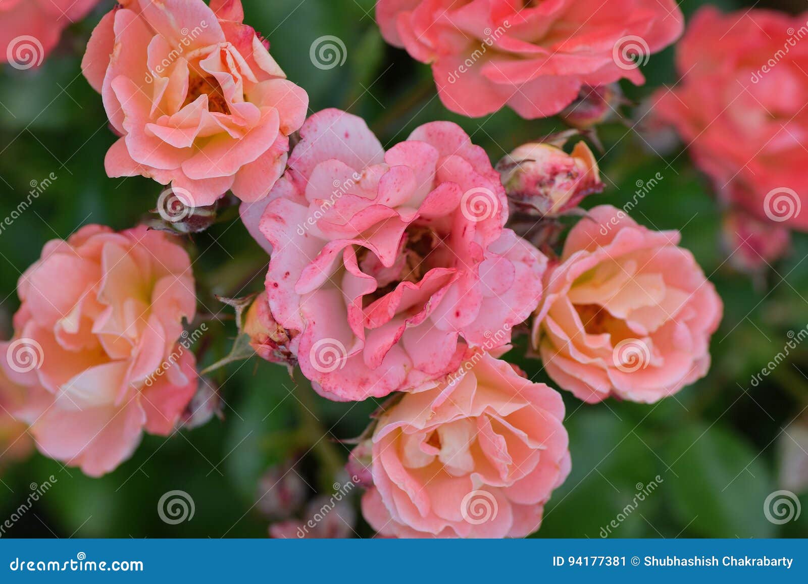 Macro Background of Vibrant Pink Colored Roses in Horizontal Frame ...