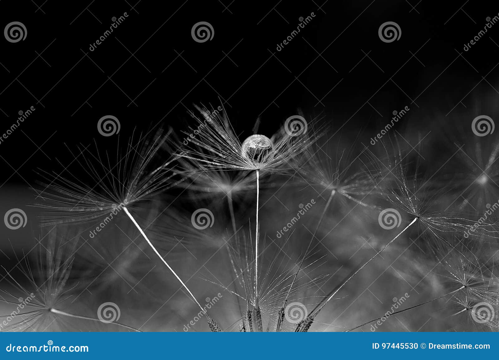 Macro Gel Balls. The Concept Purity, Transparent, Ideal And ...