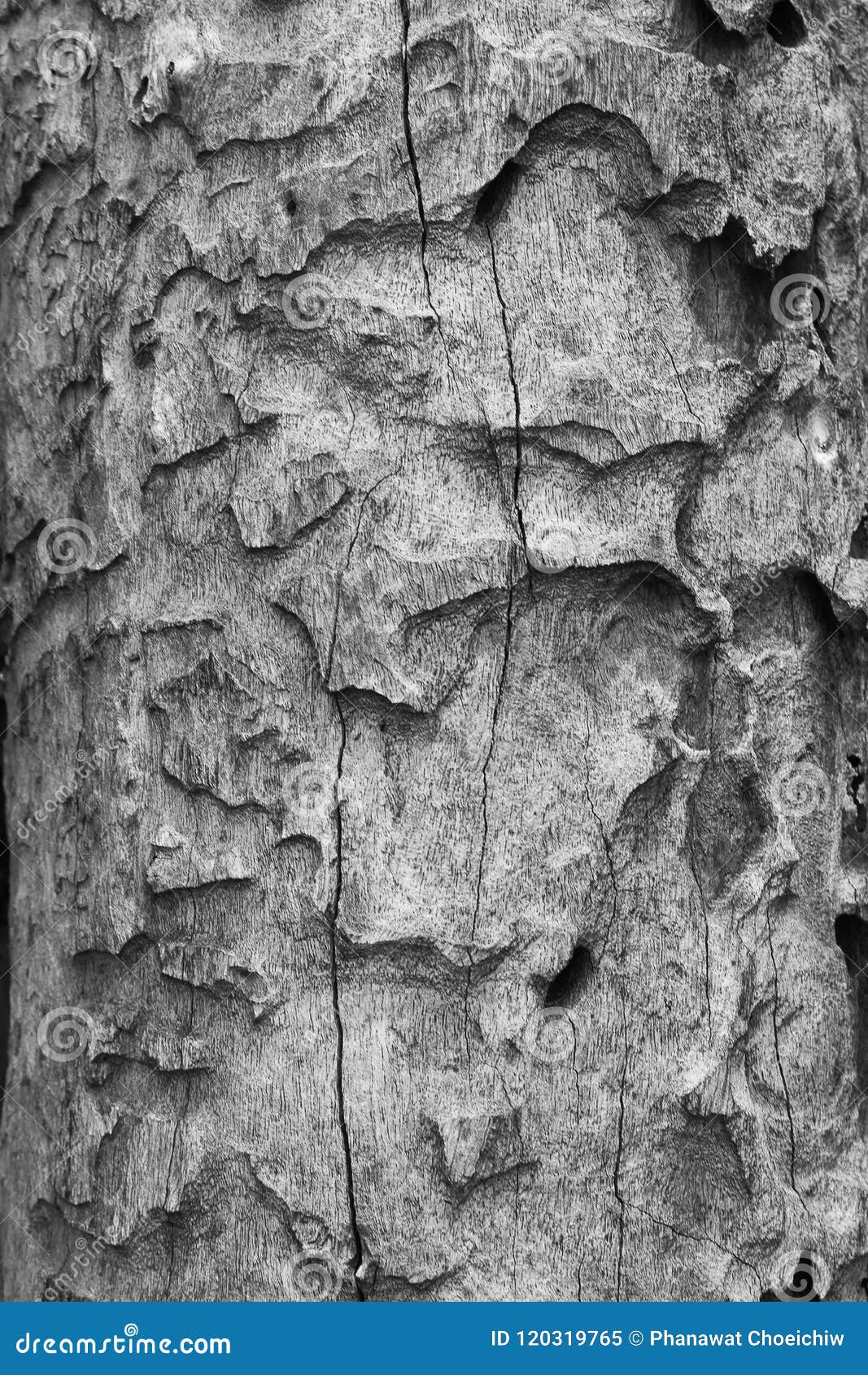 Macro of a Bark in Black and White Creates an Abstract Effect O Stock ...