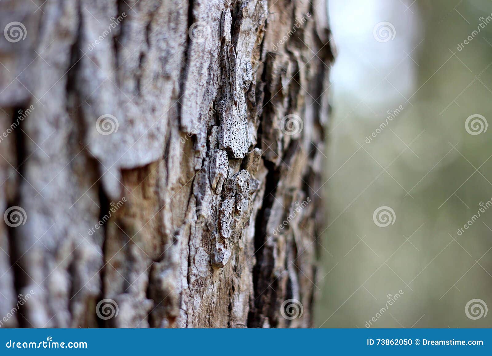 Macro Bark stock photo. Image of gray, texture, tree - 73862050