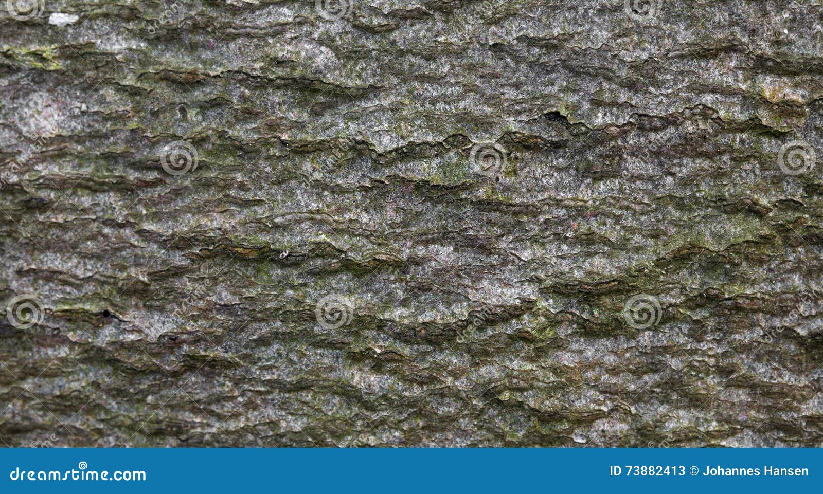 Macro of the Bark of a Deciduous Tree Stock Image - Image of gray ...