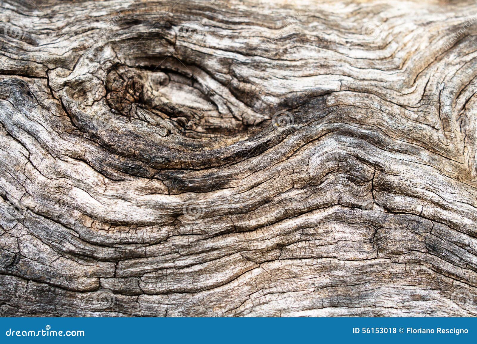 Macro of a Bark of Olive Tree Stock Photo - Image of hardwood, rotting ...
