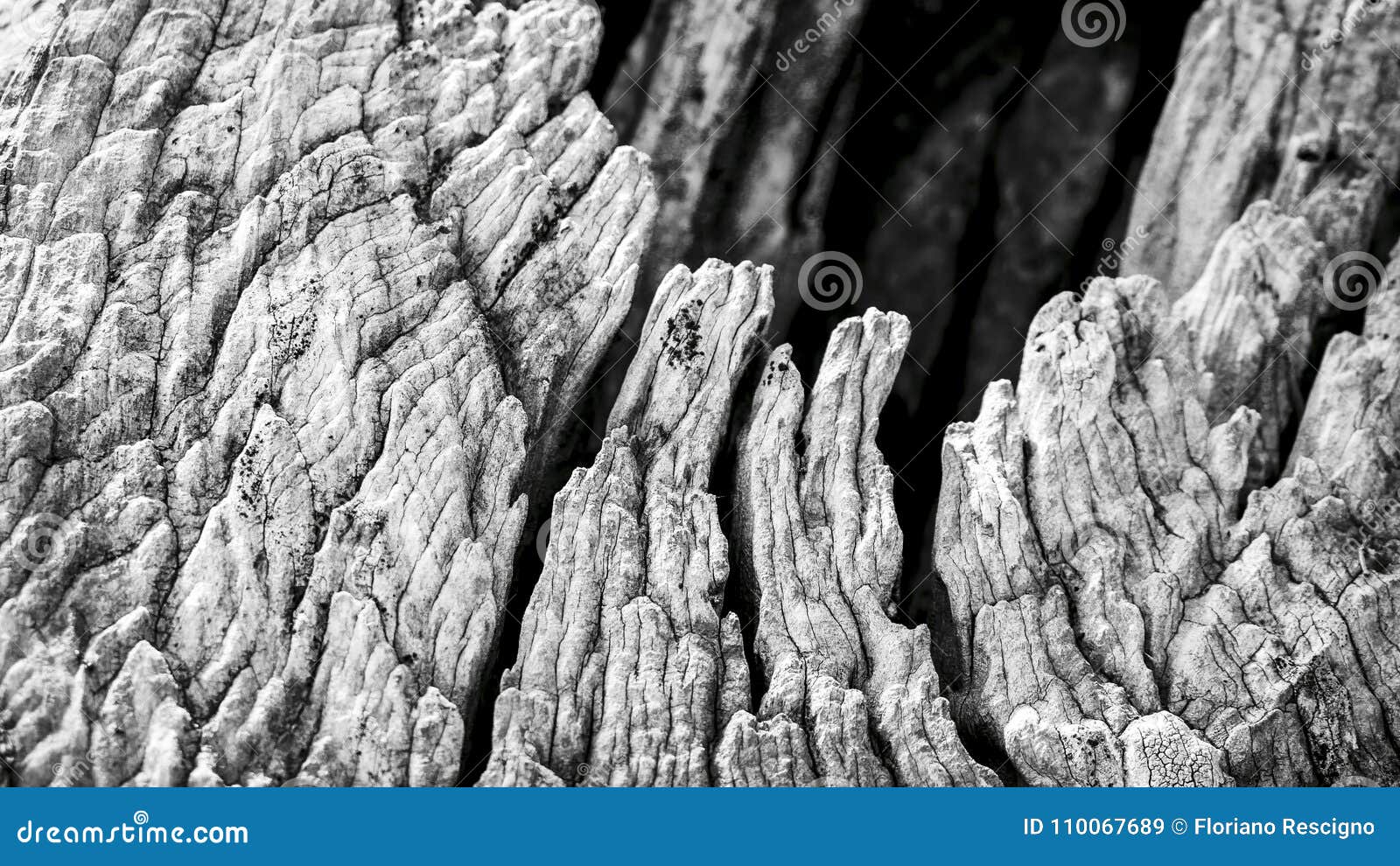 Macro of a Bark of Olive Tree Stock Image - Image of knotted, texture ...