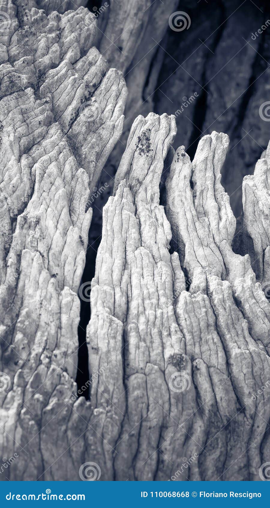 Macro of a Bark of Olive Tree Stock Photo - Image of macro, plant ...