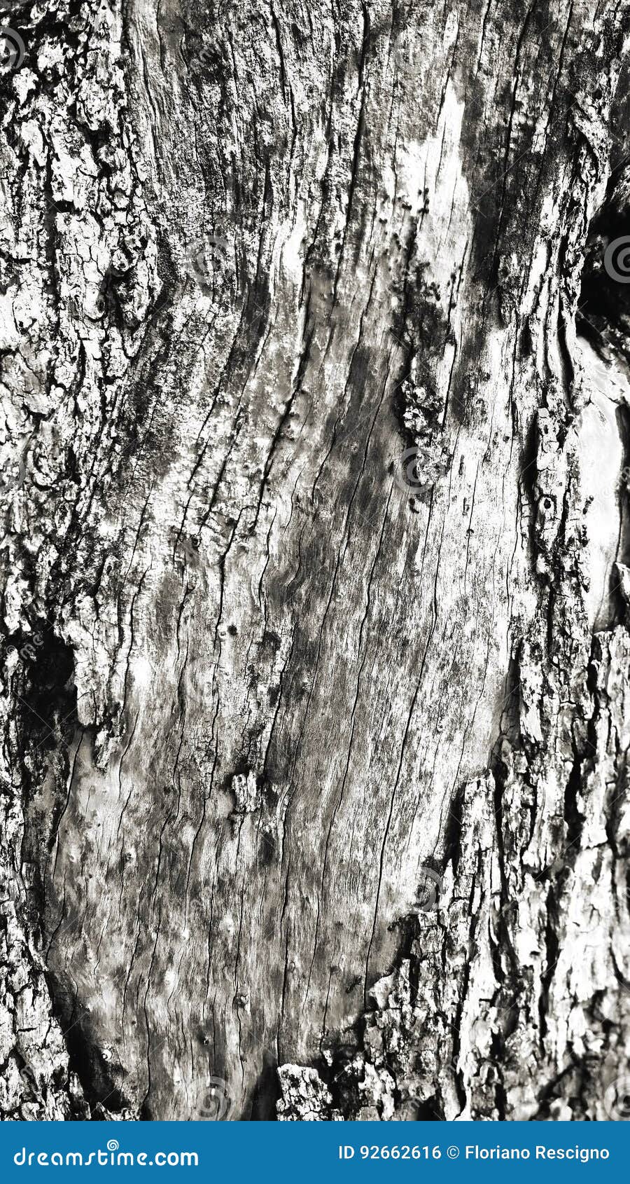 Macro of a Bark of Olive Tree Stock Photo - Image of plant, bark: 92662616