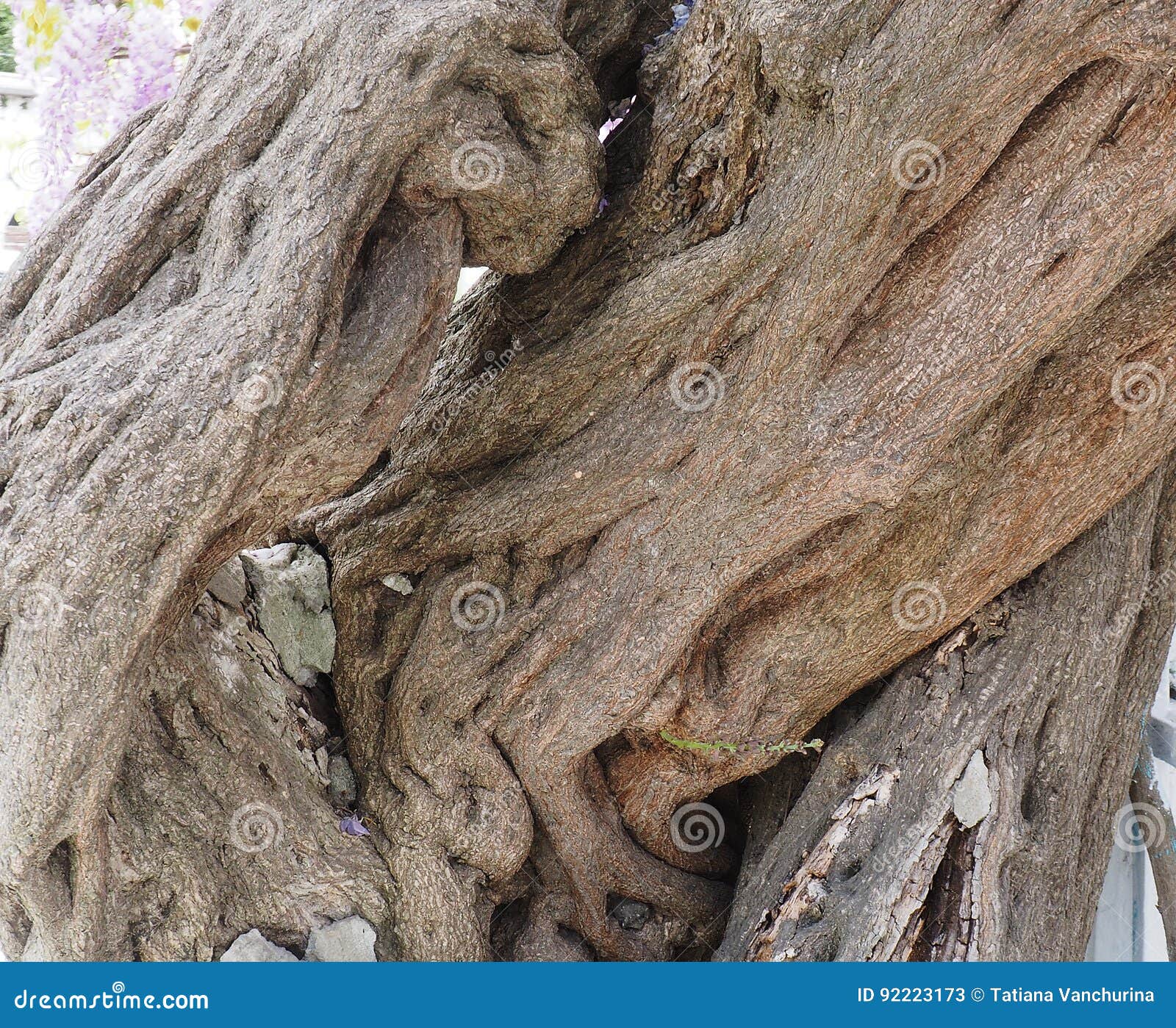 Macro of a Bark of Olive Tree Stock Image - Image of beach, grained ...