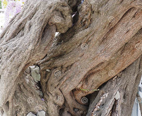 Macro of a Bark of Olive Tree Stock Image - Image of beach, grained ...