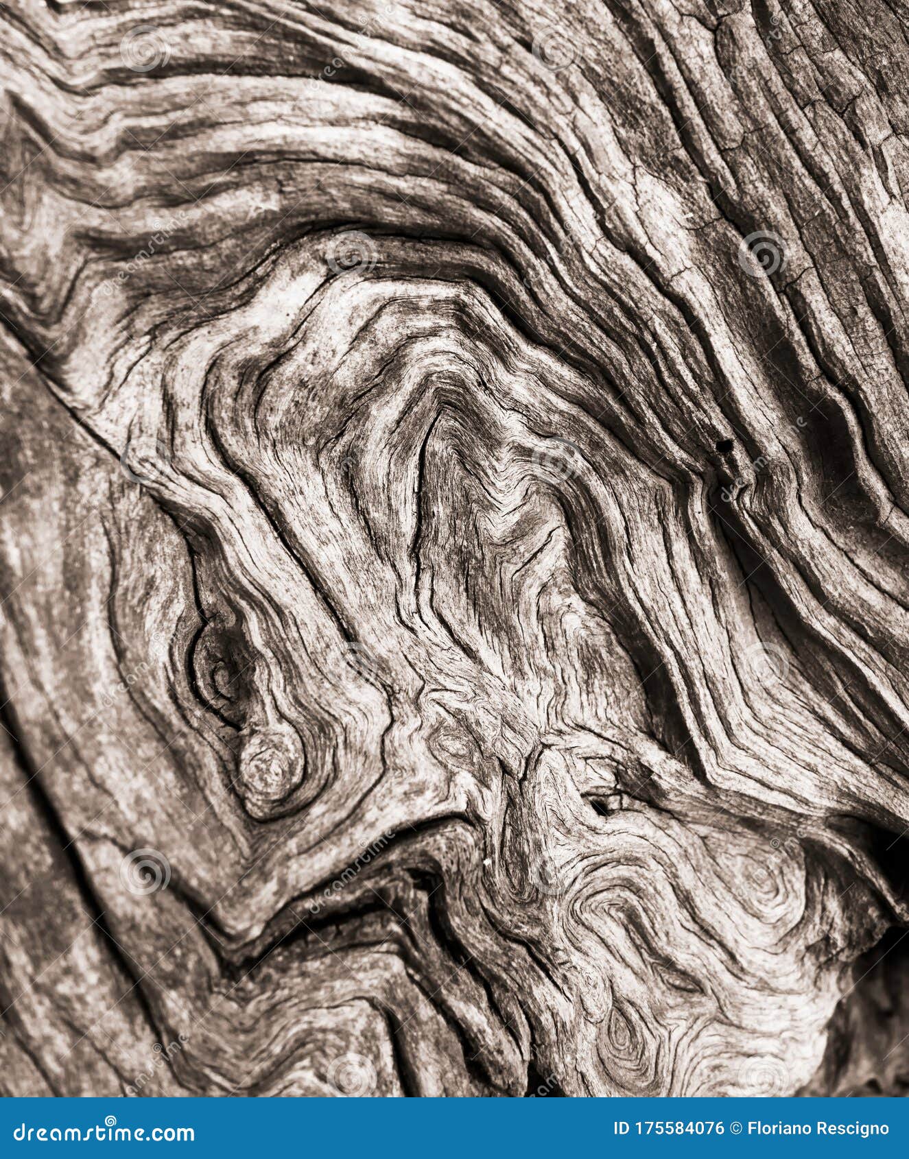 Macro of a Bark of Olive Tree Wood Texture Stock Photo - Image of plant ...