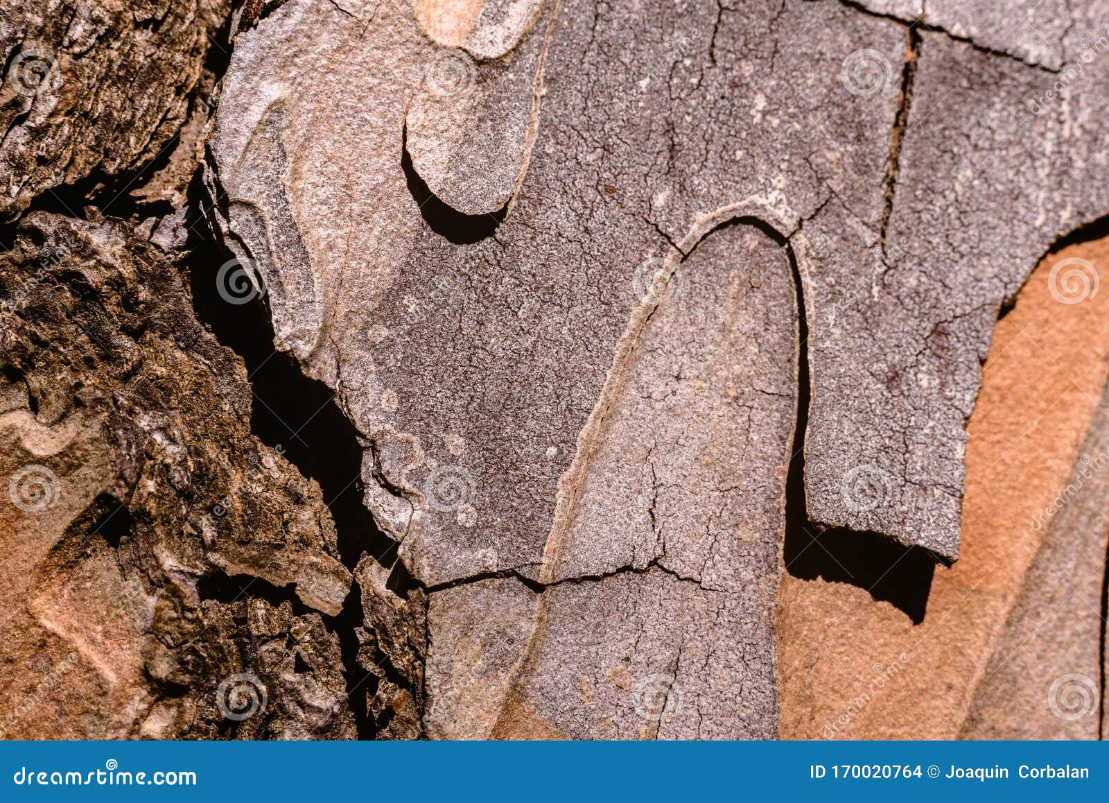 Macro of bark of a tree stock photo. Image of skin, brown - 170020764
