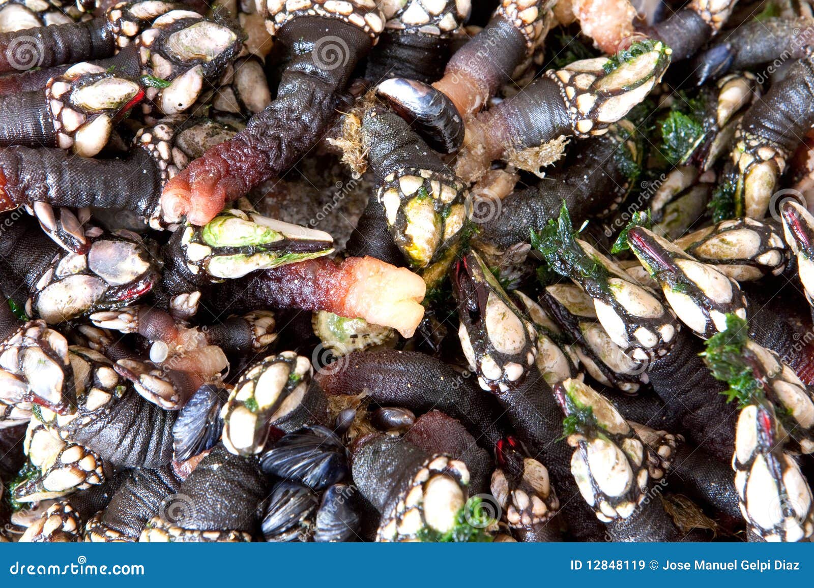 Macro barnacles stock image. Image of animal, mollusk - 12848119