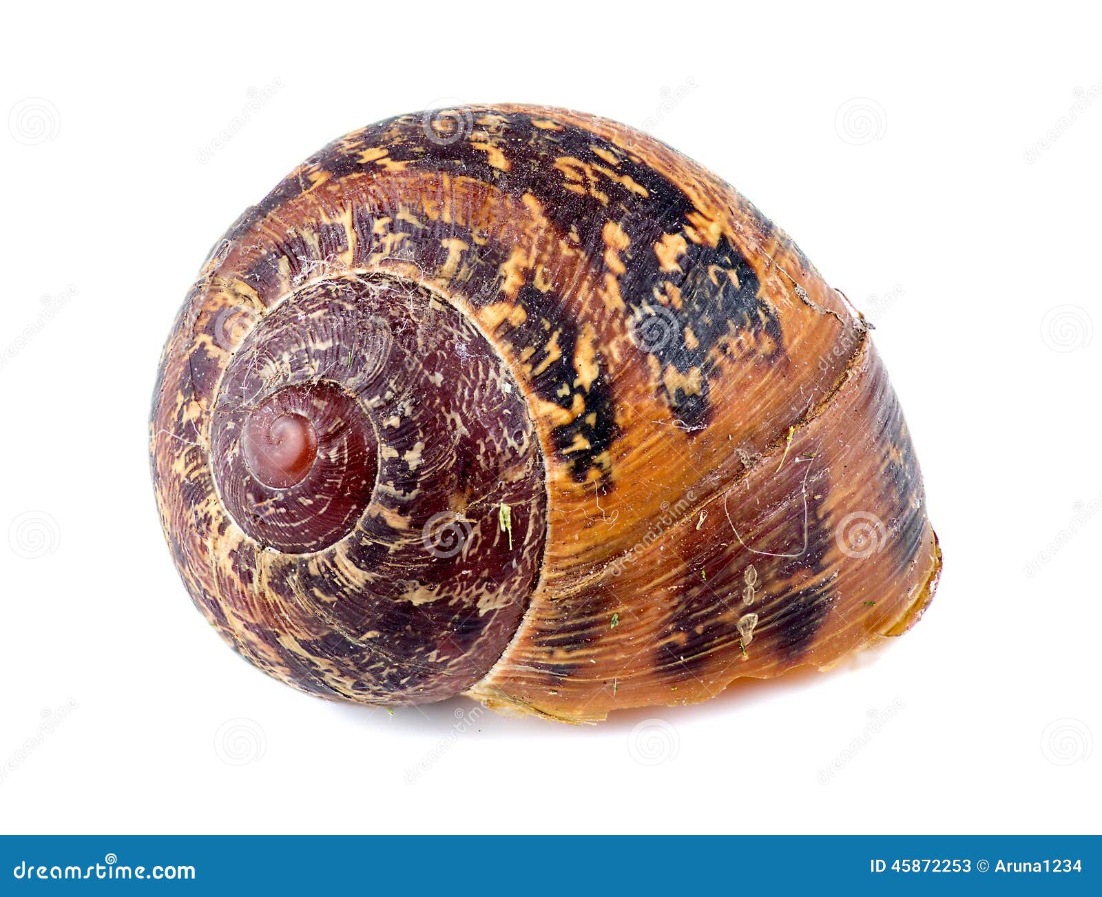 Macro of Beautiful Abandoned Snail Shell Stock Image - Image of ...