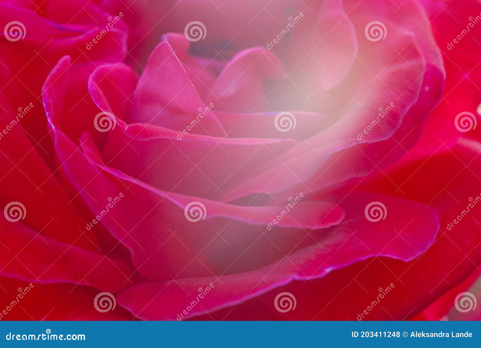 Gentle Red Pose Background with Sunlight Glare Stock Photo - Image of ...