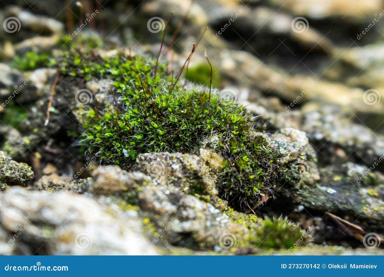 Moss Rocks Royalty-Free Stock Photo | CartoonDealer.com #13494237
