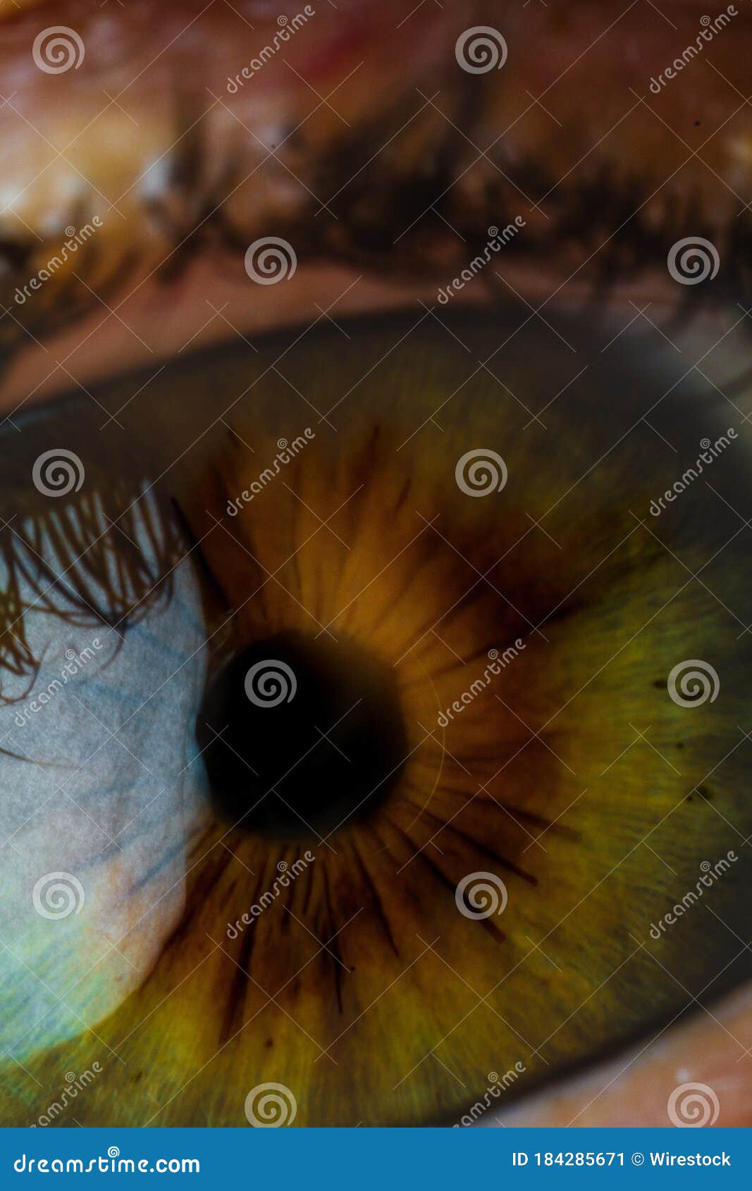 Macro of a Beautiful Mesmerizing Brown Human Eye Iris Stock Image ...