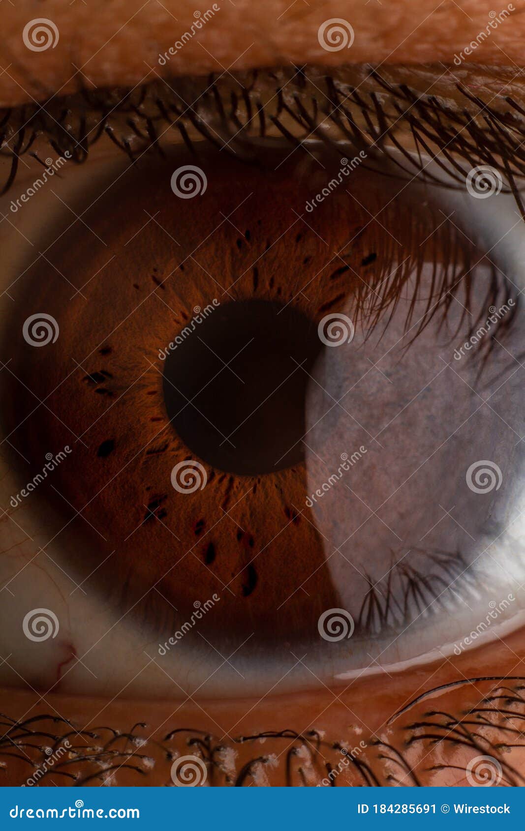 Macro of a Beautiful Mesmerizing Brown Human Eye Iris Stock Image ...