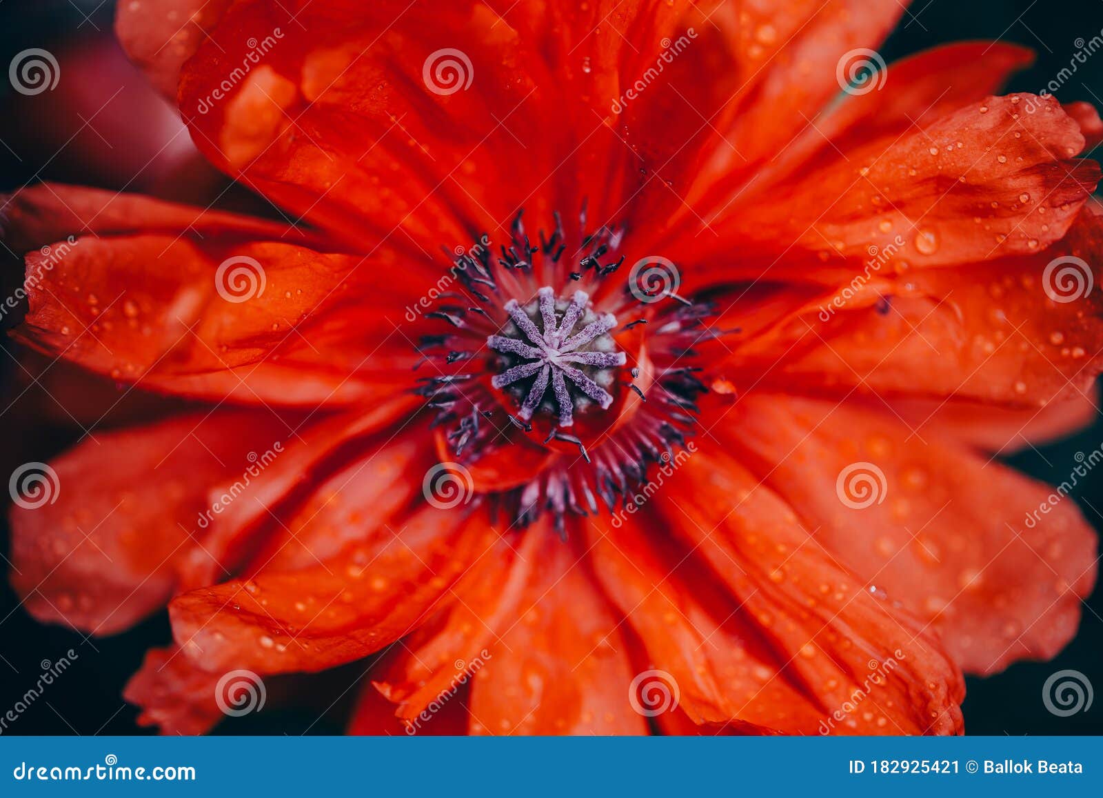 Macro of Beautiful Poppy Flower Stock Image - Image of macro, petal ...