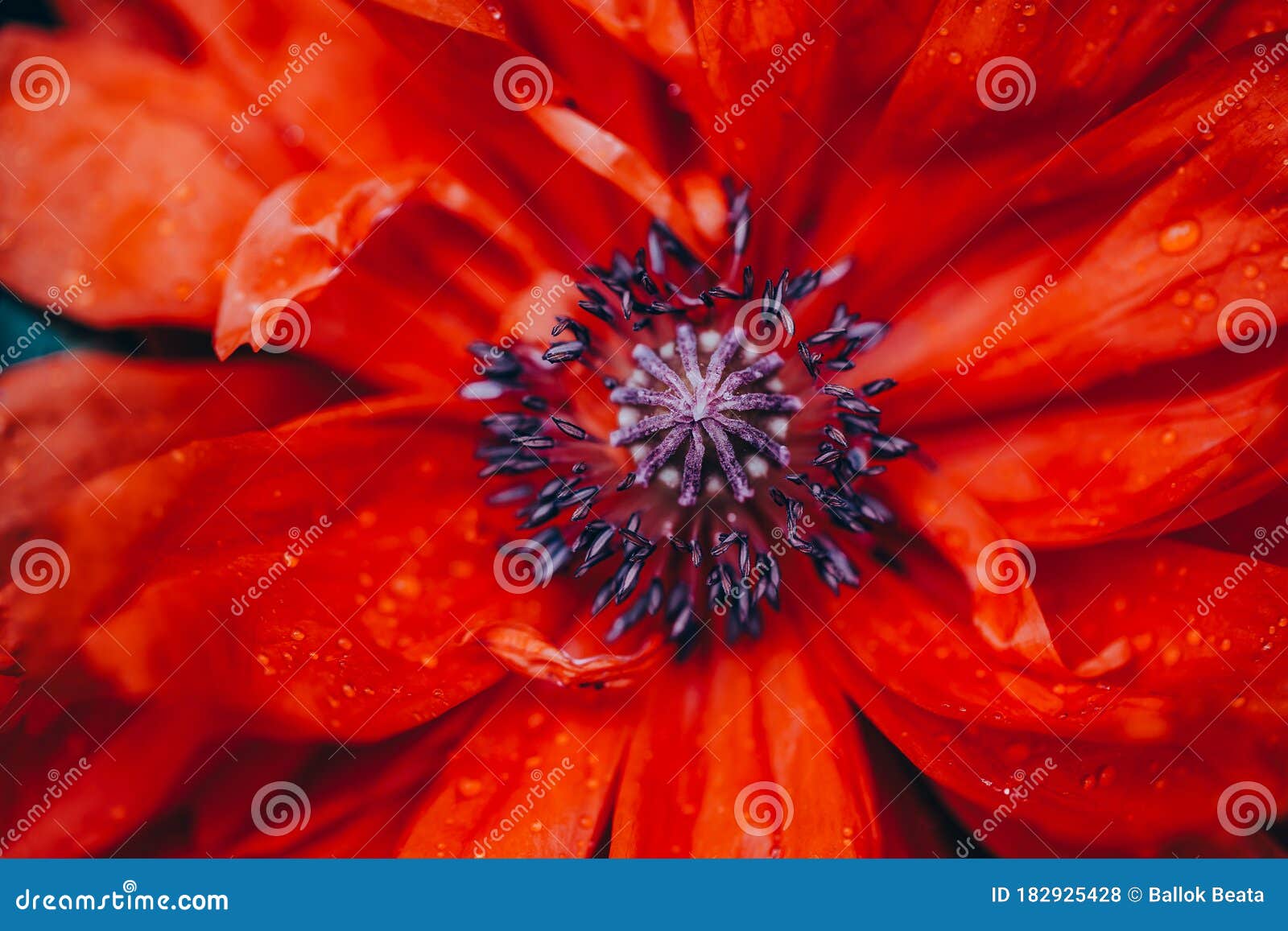 Macro of Beautiful Poppy Flower Stock Photo - Image of clouds, fresh ...