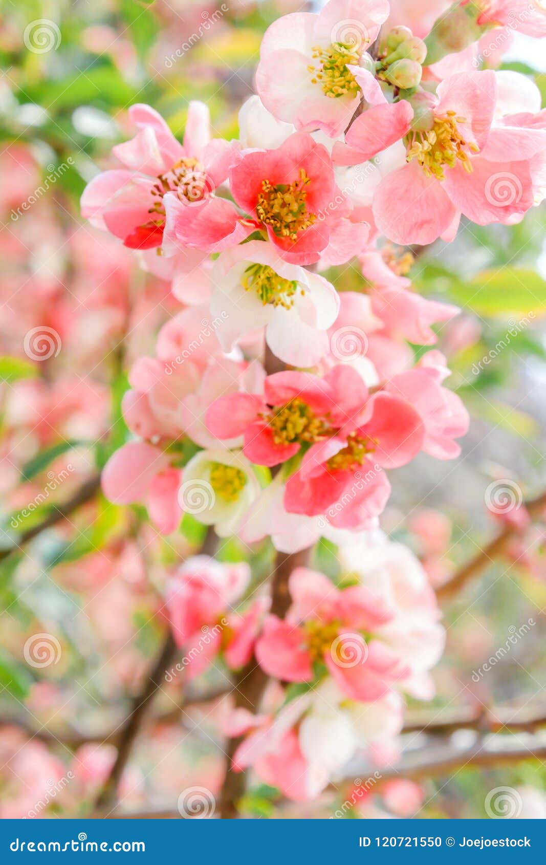 Macro of Beautiful Red Sakura. Cherry Blossom in Springtime Stock Photo ...