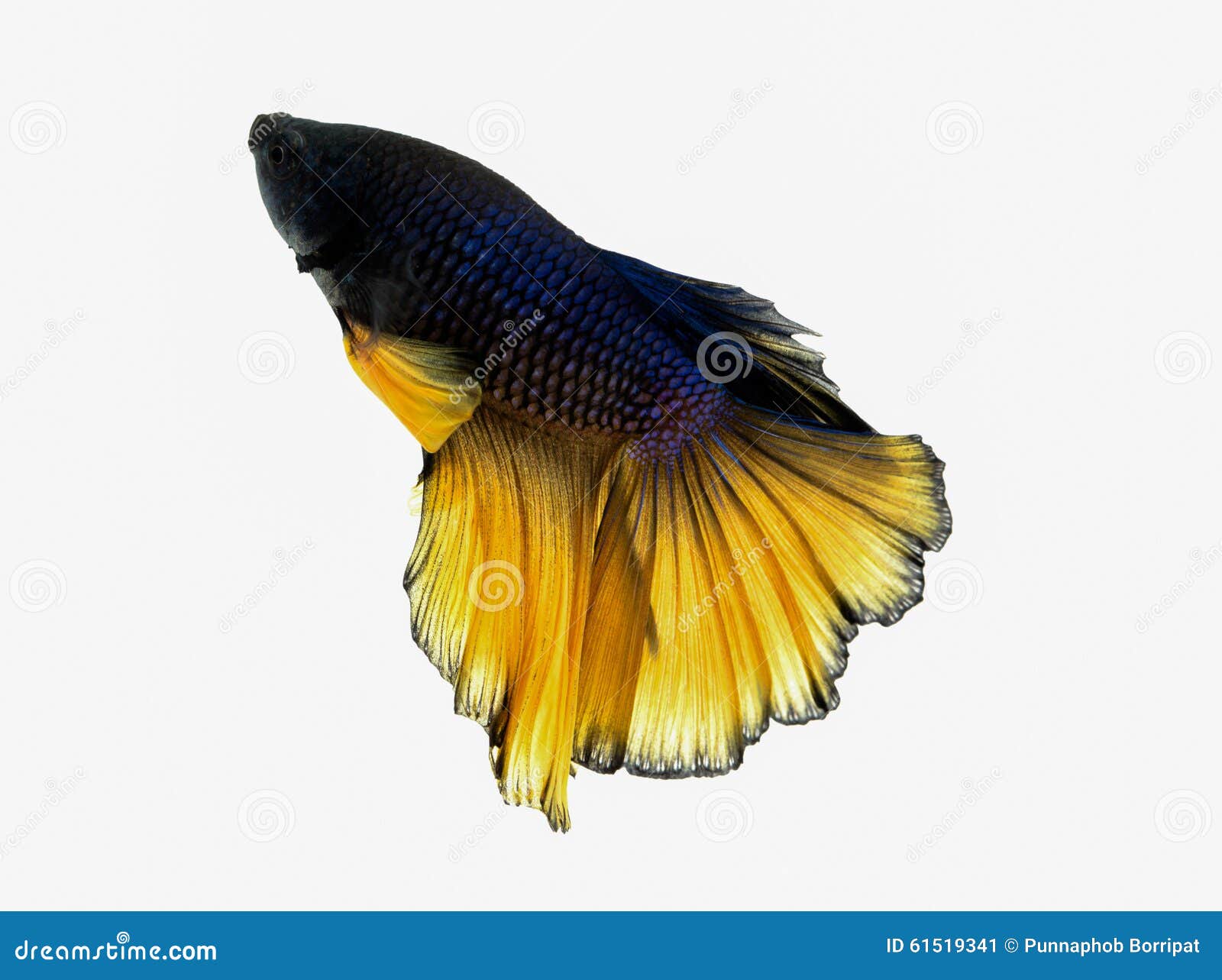 Macro Beautiful Siam Fighting Fish Stock Image - Image of siamese ...
