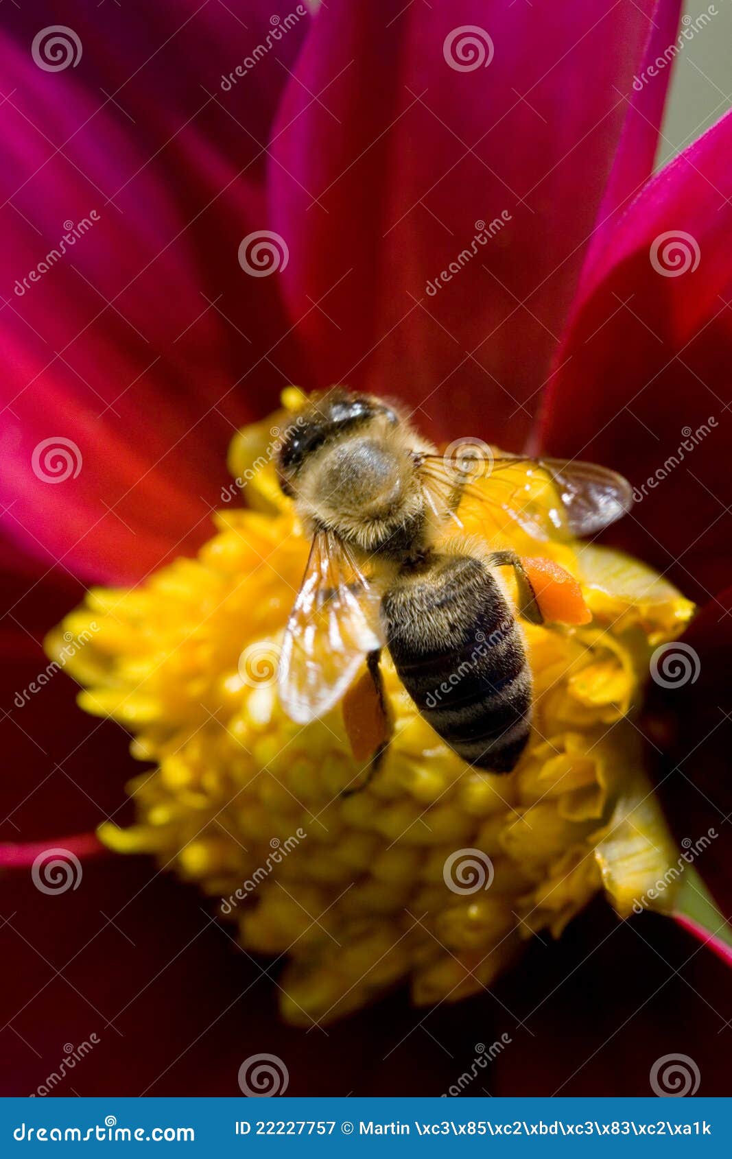 Macro bee stock image. Image of wings, pollination, flight - 22227757