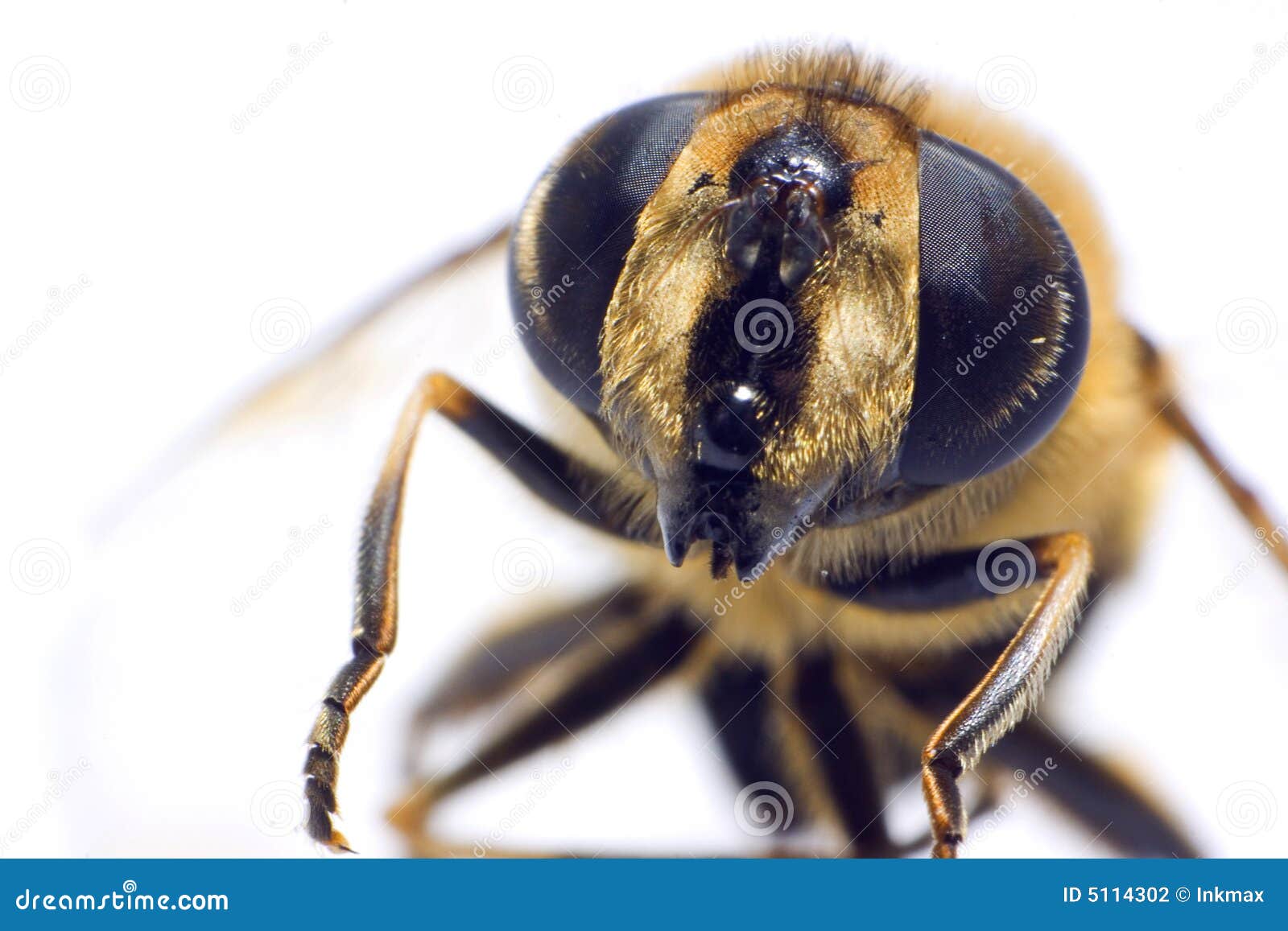 Macro Bee stock photo. Image of macro, black, wildlife - 5114302