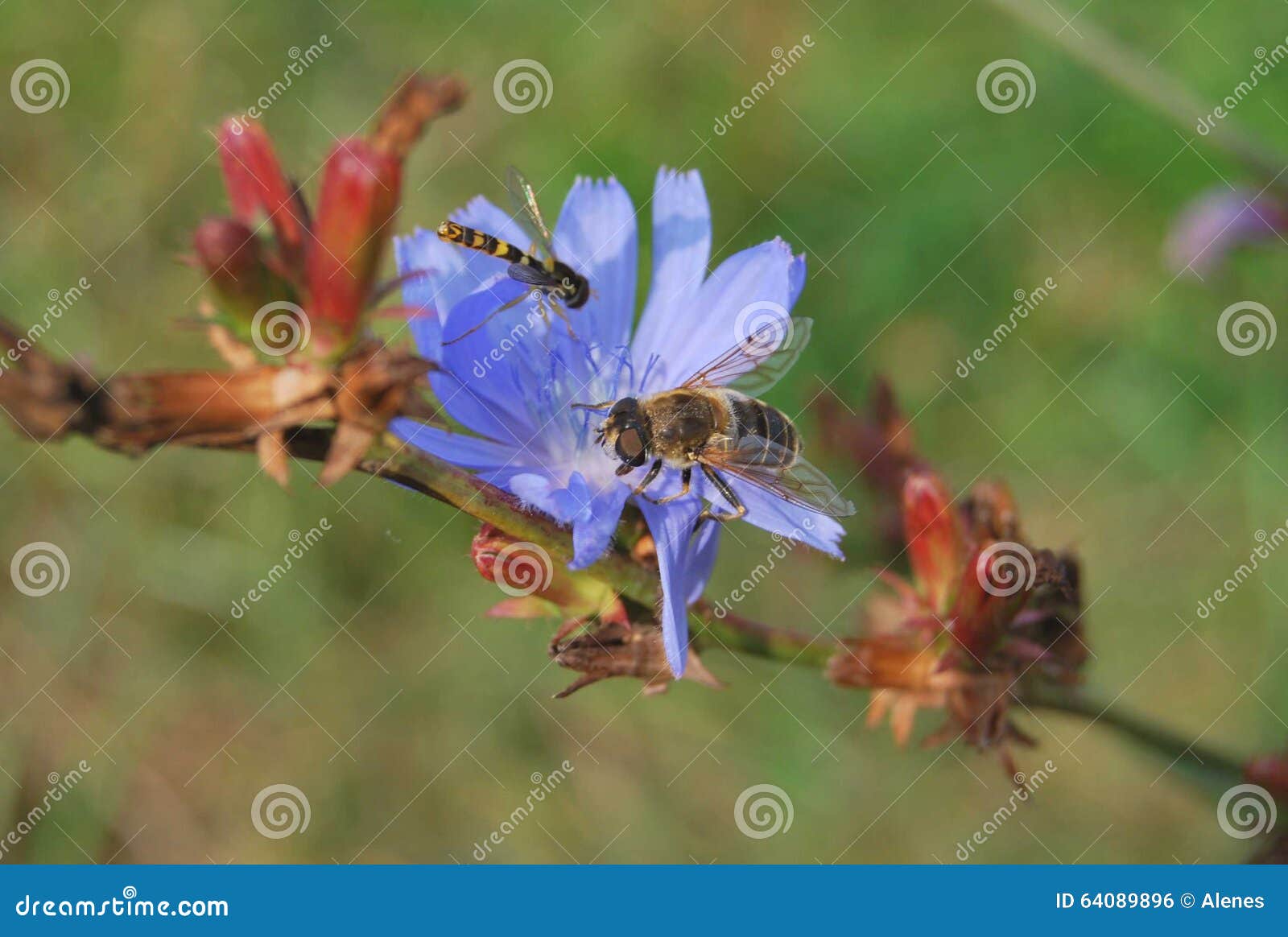 Macro Bee on a Blue Flower. Stock Photo - Image of flower, pollination ...