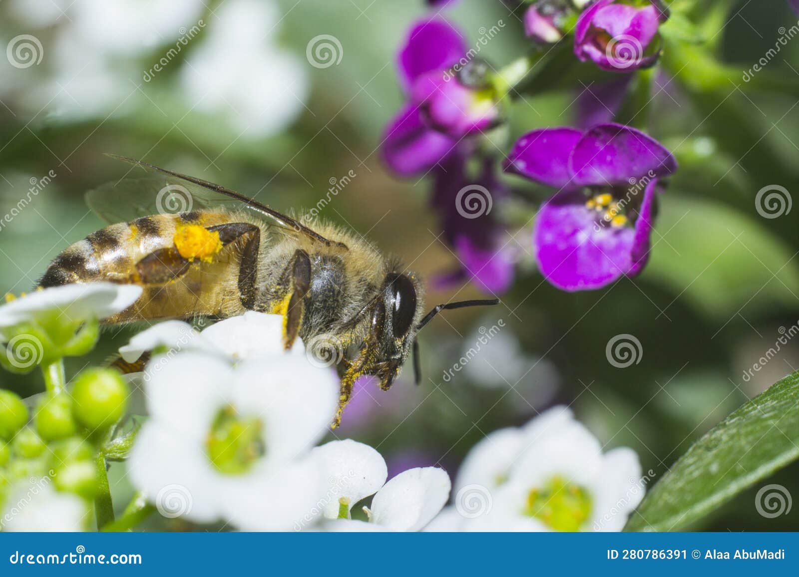 A bee collecting nectar stock image. Image of honey - 280786391