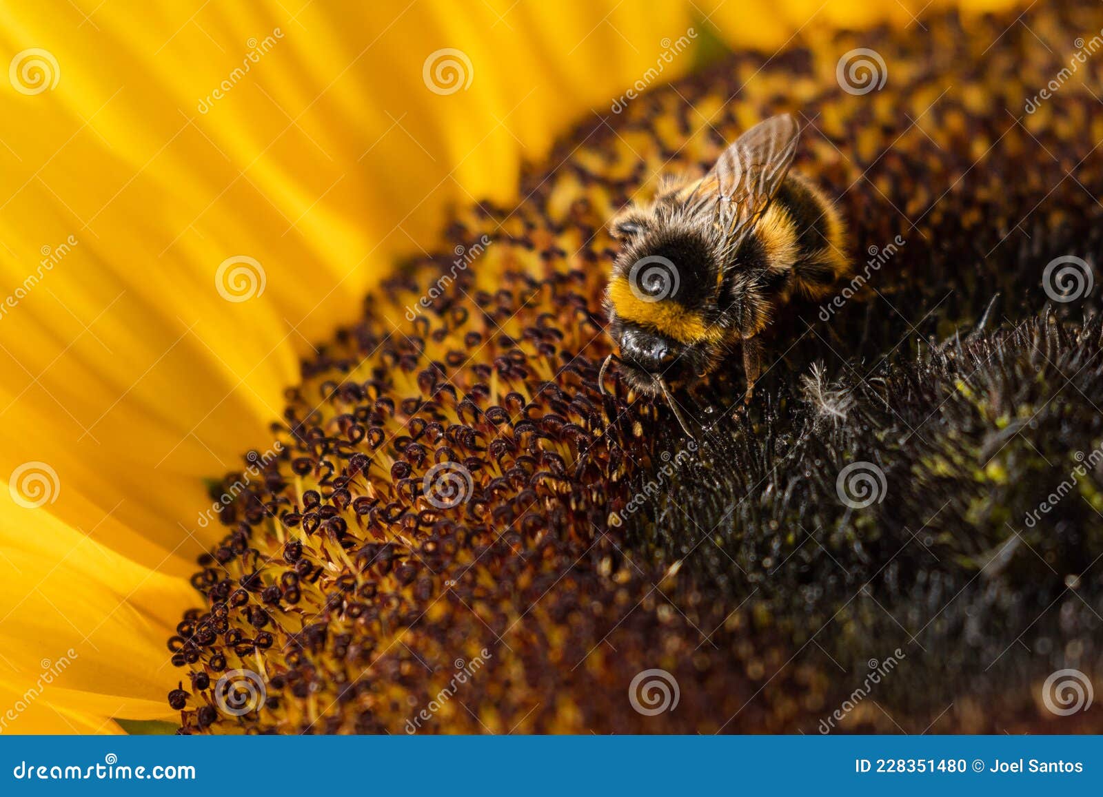 Macro of Bee Feeding from Sunflower Nectar Stock Photo - Image of ...