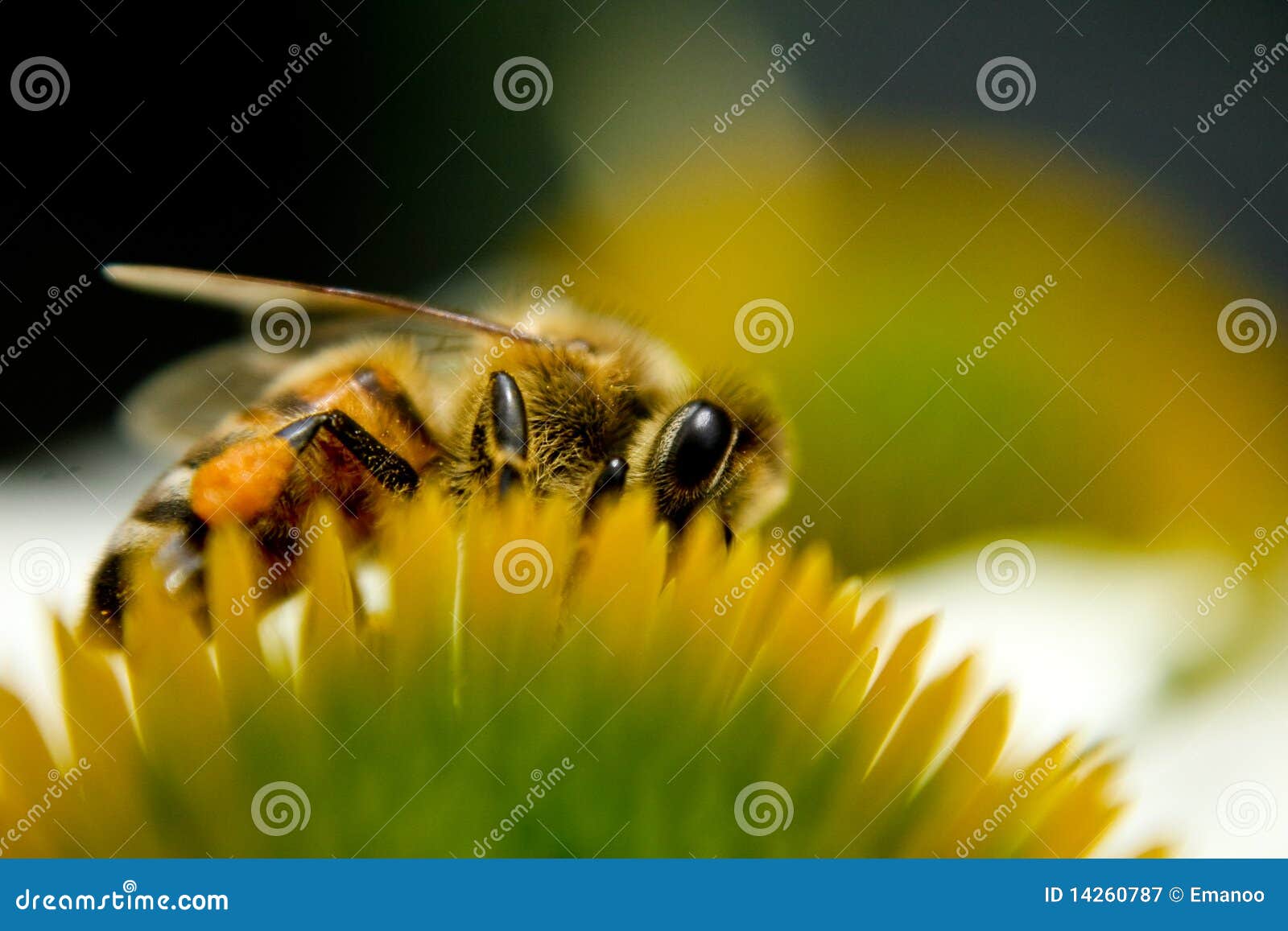 Macro bee on flower stock image. Image of feeler, flora - 14260787