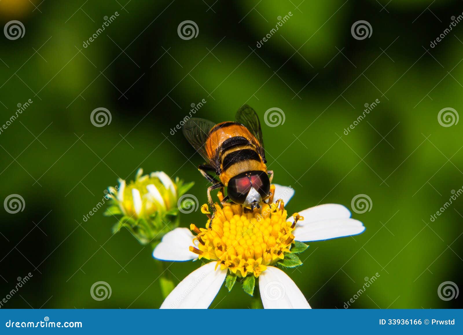 Macro of Bee on flower stock photo. Image of nectar, eyes - 33936166