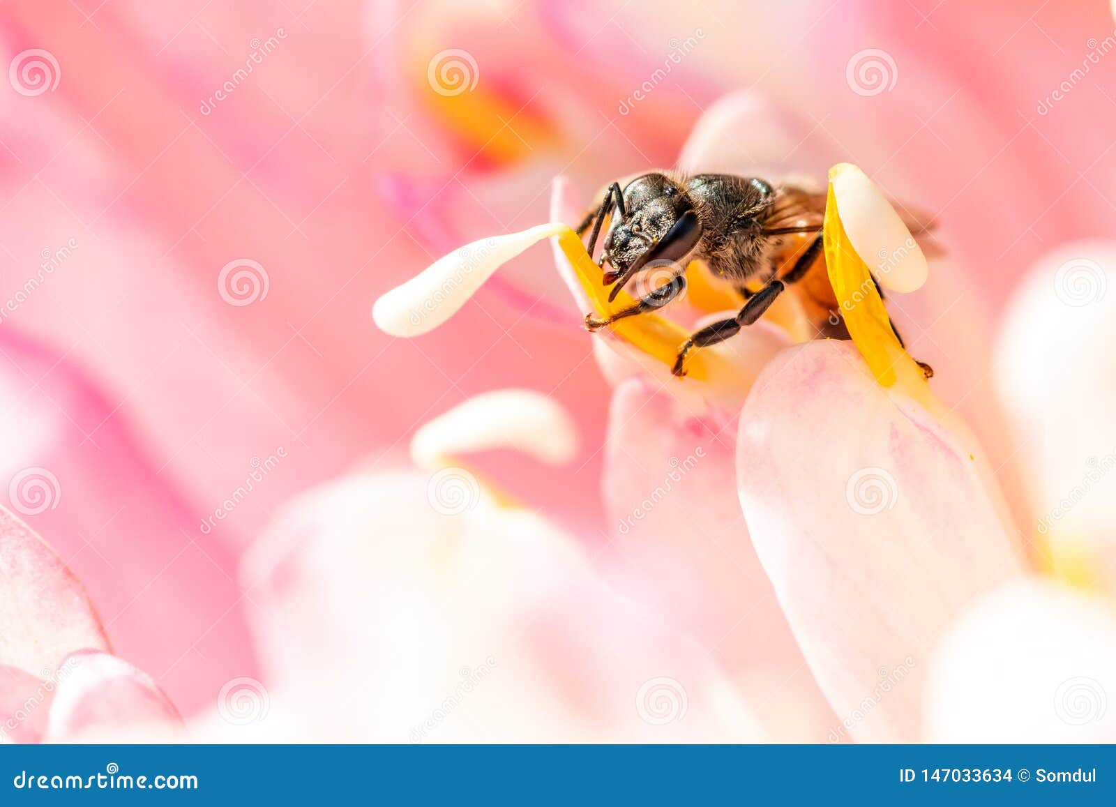 Macro bee on flower stock photo. Image of gathering - 147033634