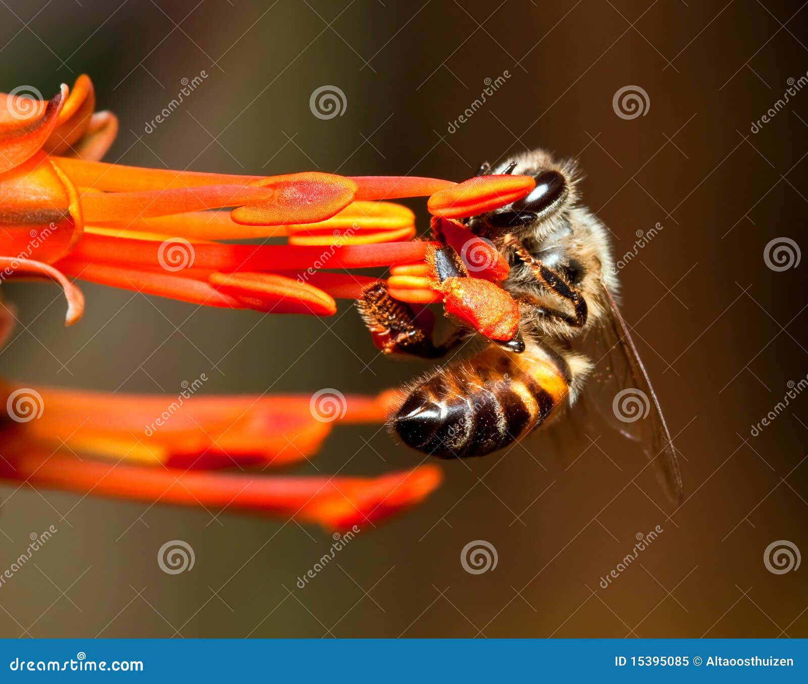 Macro of Bee Hanging Onto a Orange Flower Stock Image - Image of ...