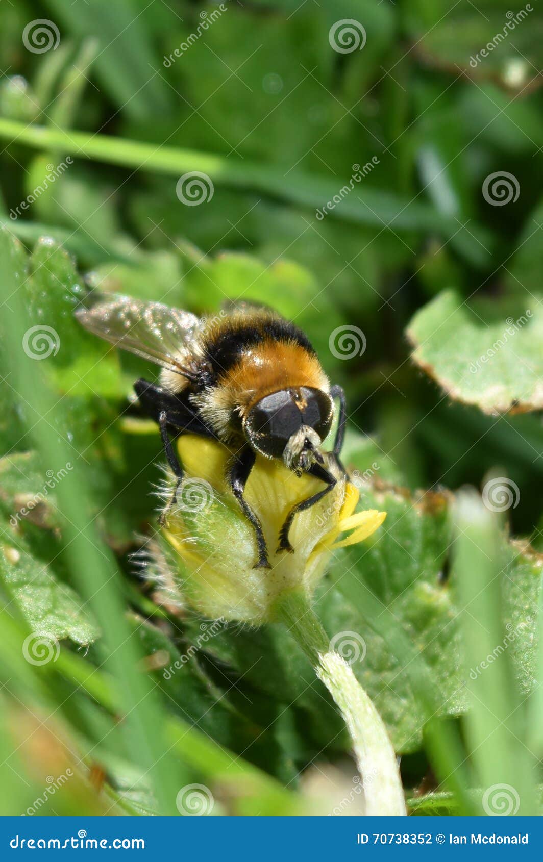 Macro Bee stock photo. Image of closeup, wild, spring - 70738352