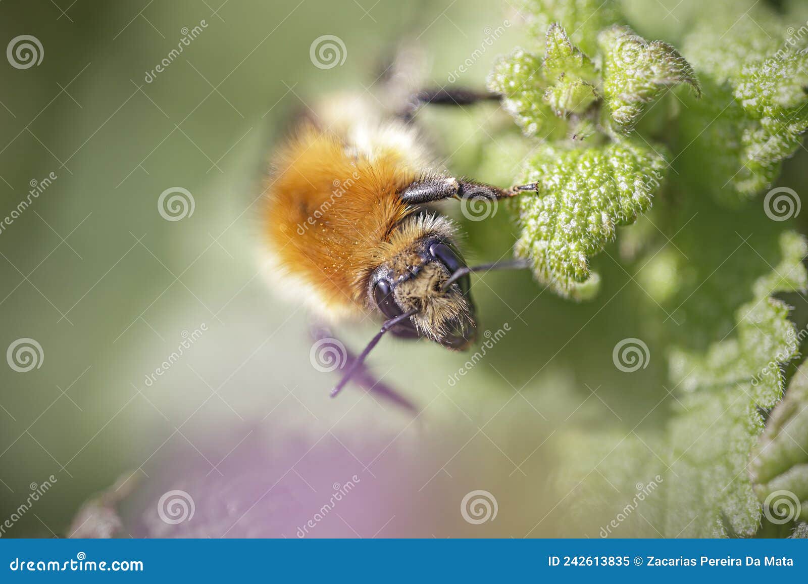 Bumblebee Looking at the Camera Stock Image - Image of background ...